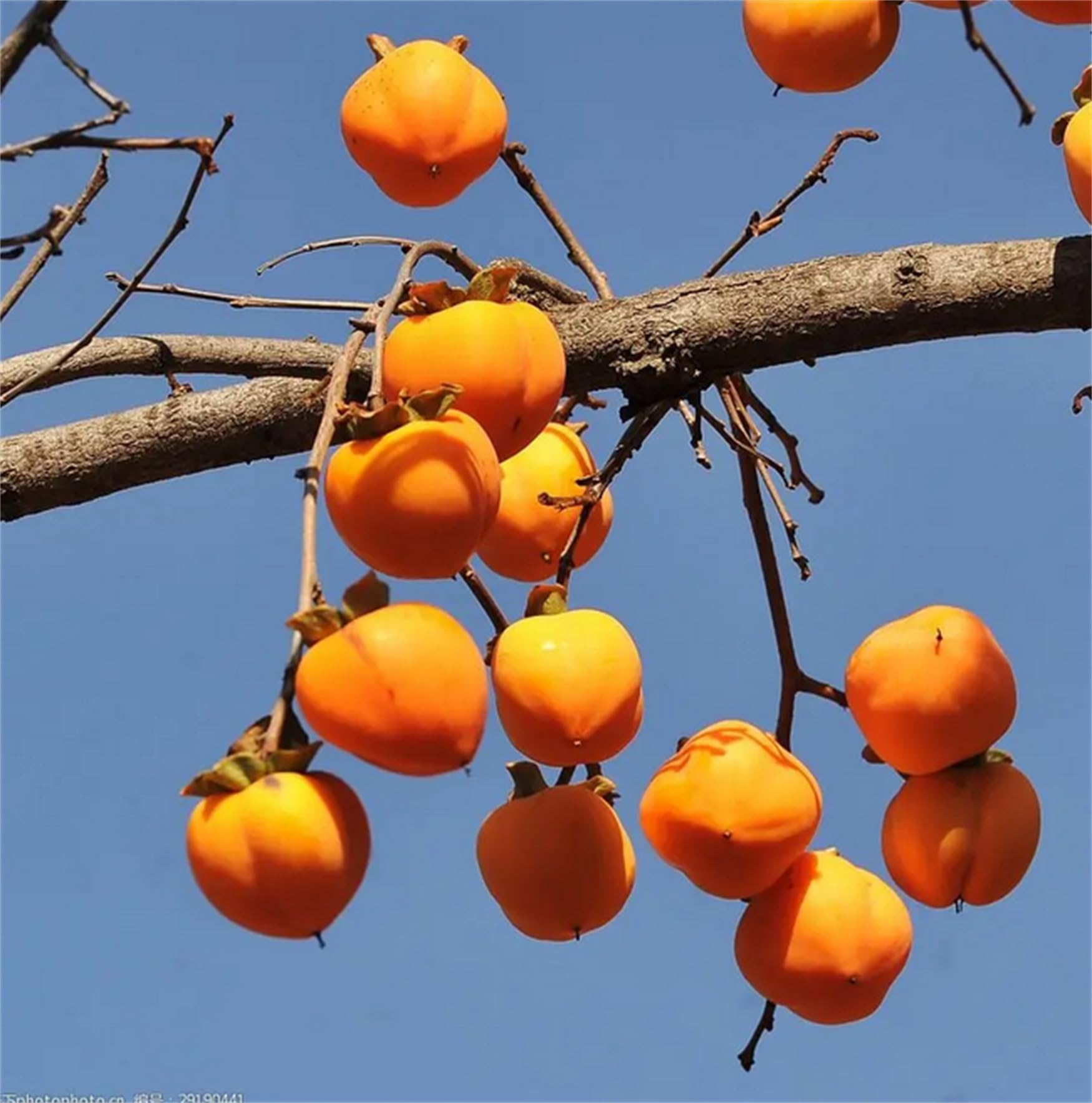 Amazon.com : Garden Plant Seeds Fruit Tree Seeds Persimmon Tree Seeds ...