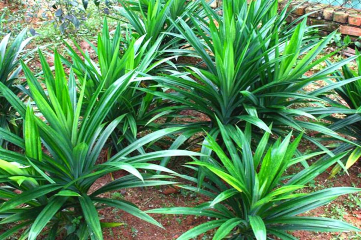 Amazon.com : Pandan Plant Live, Pandan Leaves Plant, 5 to 8 Inches Tall ...