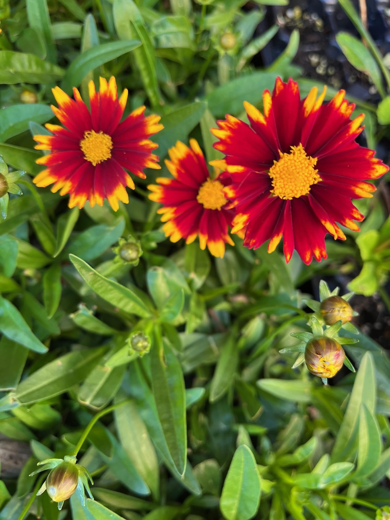 Red Perennials For Sun
