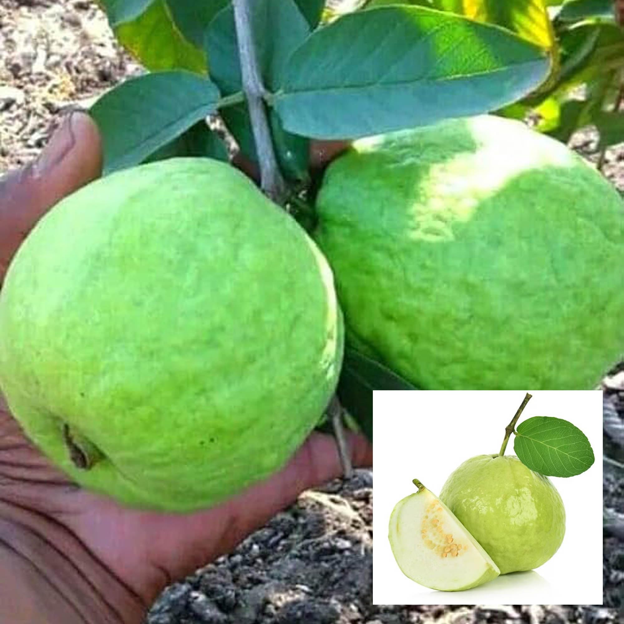 TAPOBON Lucknow 49 L-49 Guava Amrood Layering/Grafted Fruit Live Plant ...