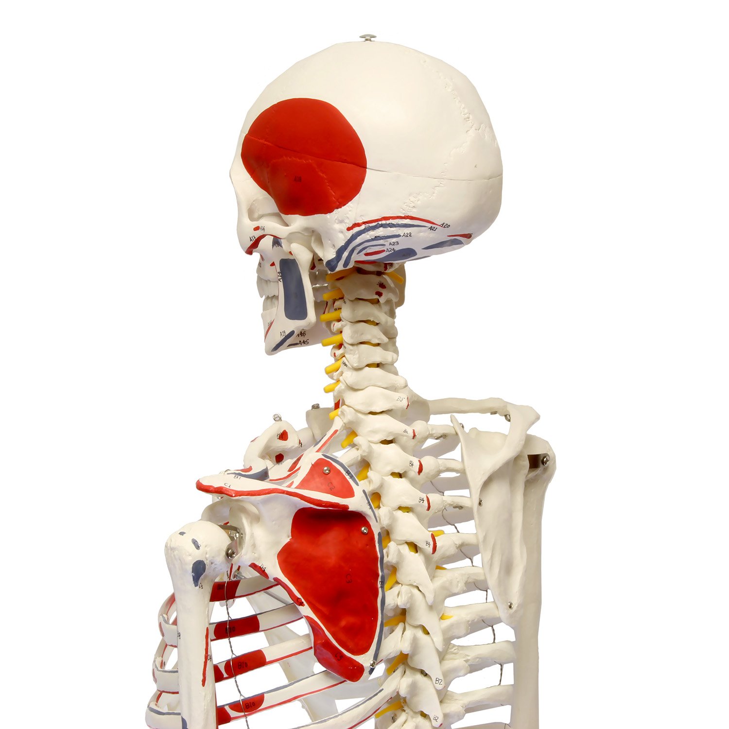 monmed-numbered-medical-skeleton-model-life-size-skeleton-model