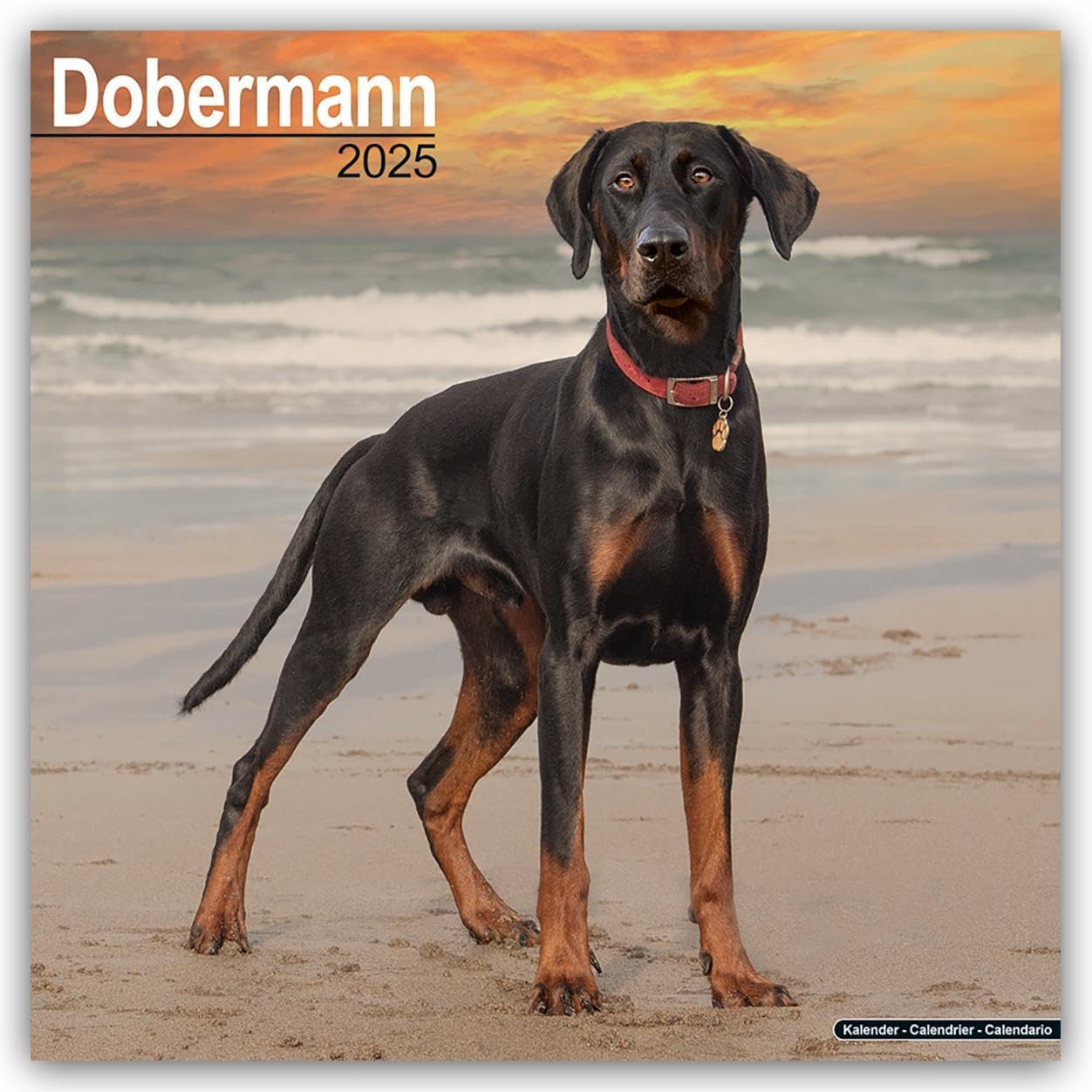 Dobermann (Euro) 2025 Square Wall Calendar | Dog Breed Calendar ...