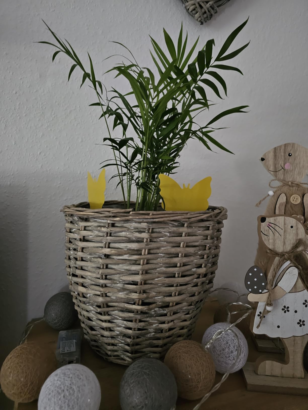 Bergpalme - pflegeleichte Zimmerpflanze, Chamaedorea elegans - Höhe ca ...