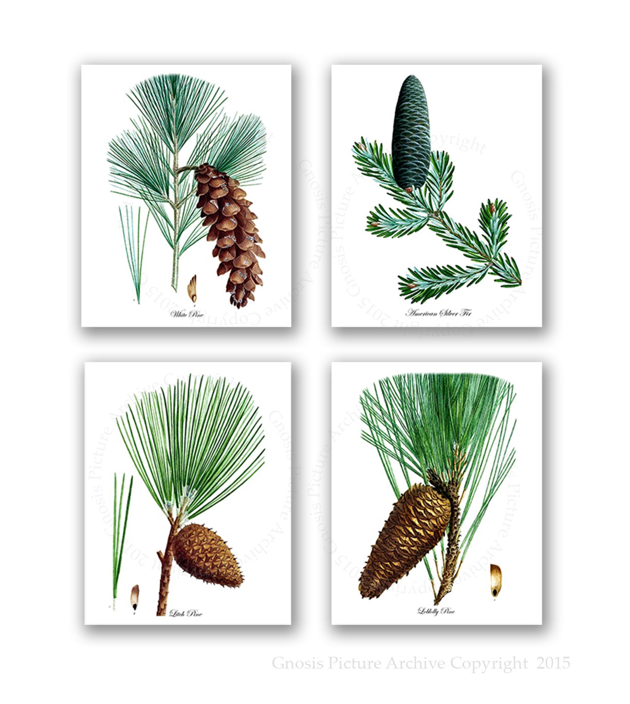 Amazon.com: Pine Trees Evergreen Art Prints Set of 4 Unframed Prints ...