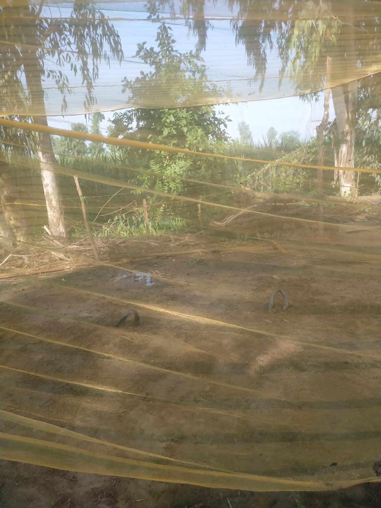 Divayanshi Mosquito Net HDPE Animal Mosquito Nets for Cow/Buffalo ...