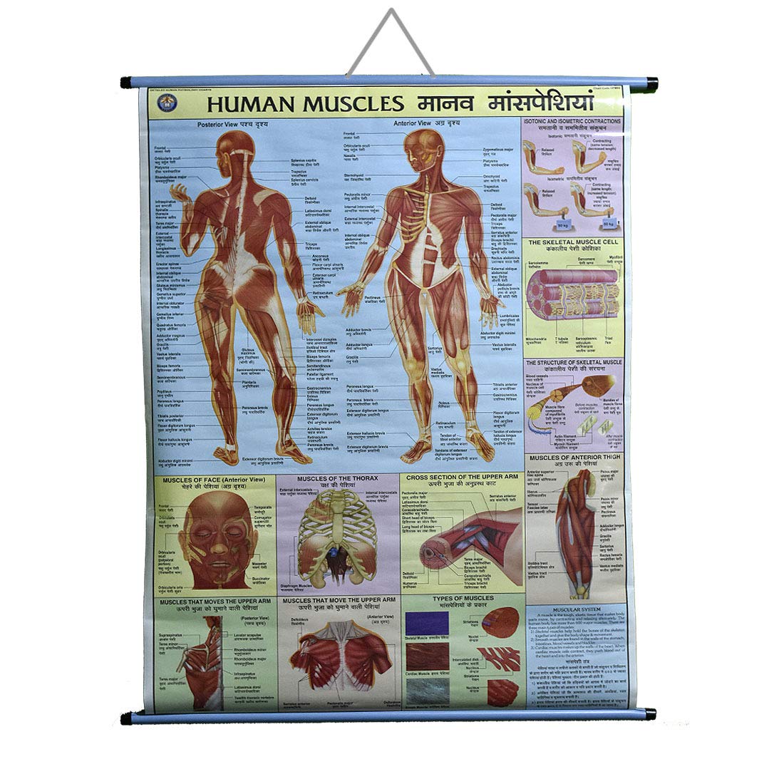 CRAFTWAFT ROLLUP CHART OF HUMAN MUSCLES (WALL HANGING,PIPE MOUNTED ...