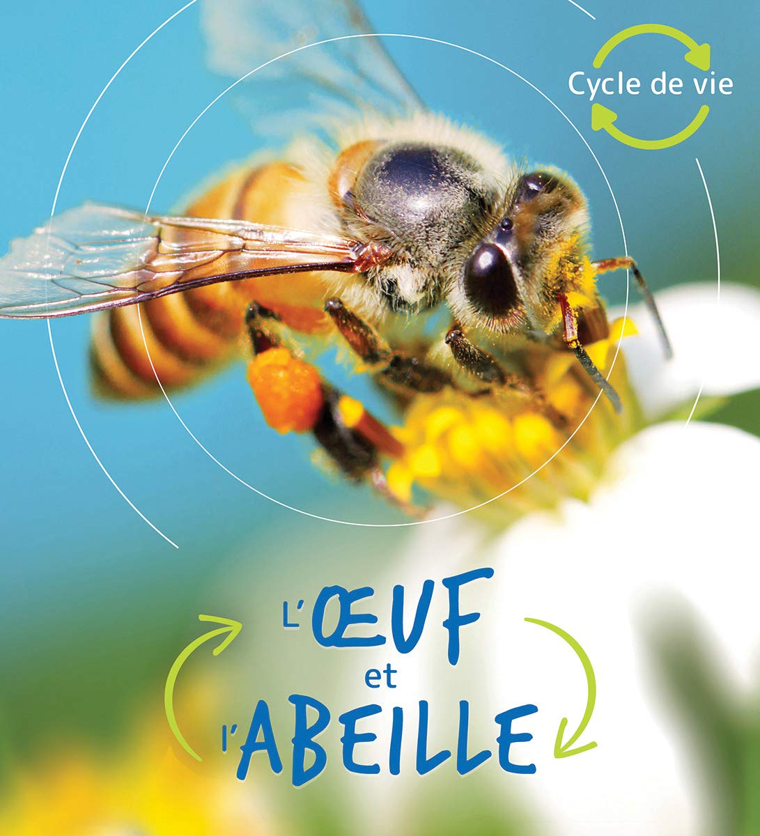Cycle de vie : L'œuf et l'abeille: de la Bédoyère, Camilla ...