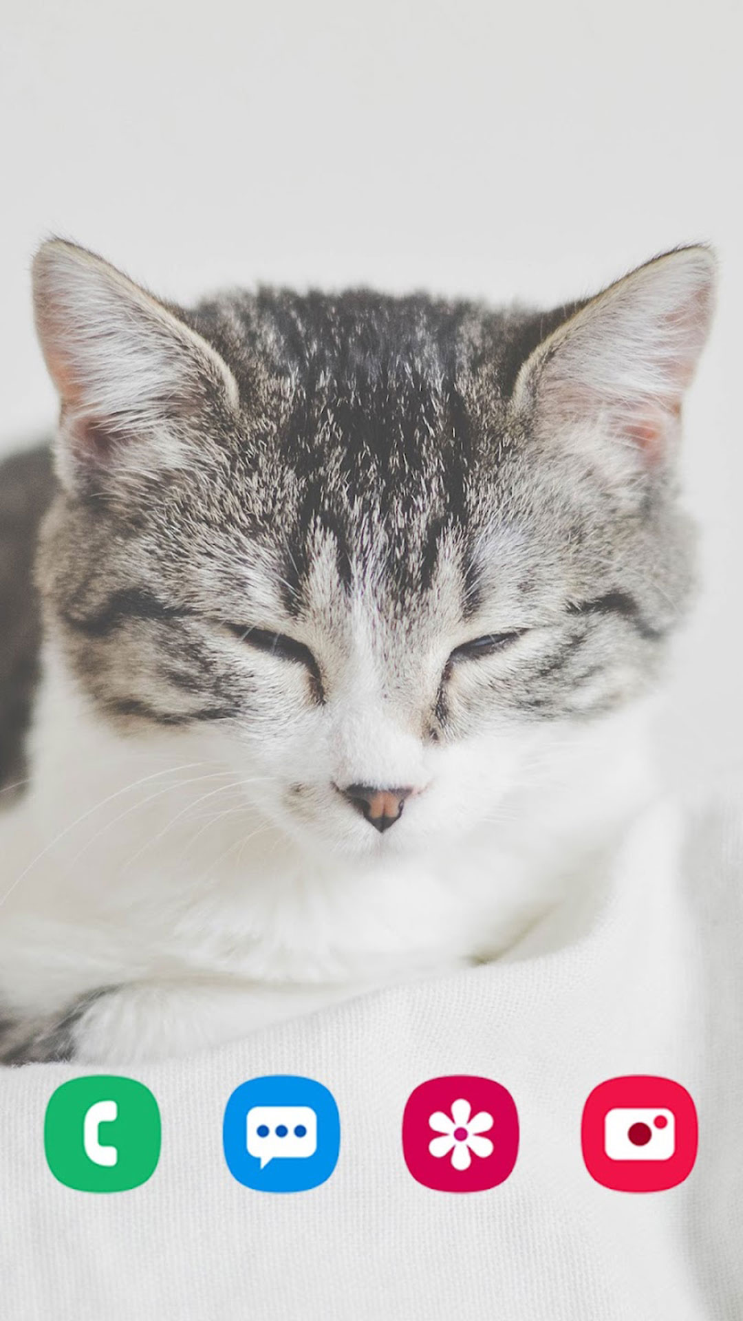 Cat Wallpapers - App on Amazon Appstore