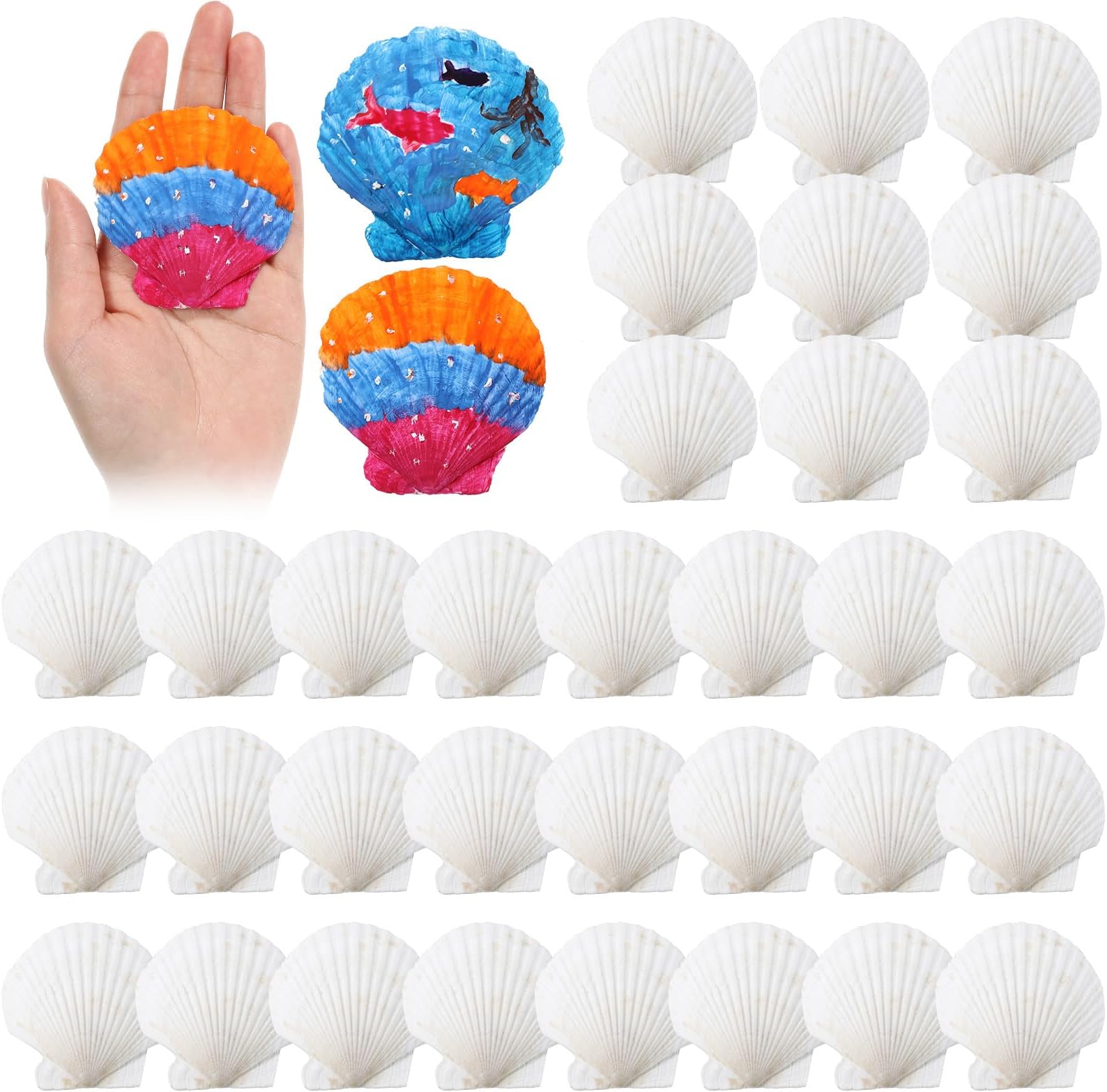 Amazon.com: GlikCeil 50 Pcs Sea Shell for Crafting Natural Large ...