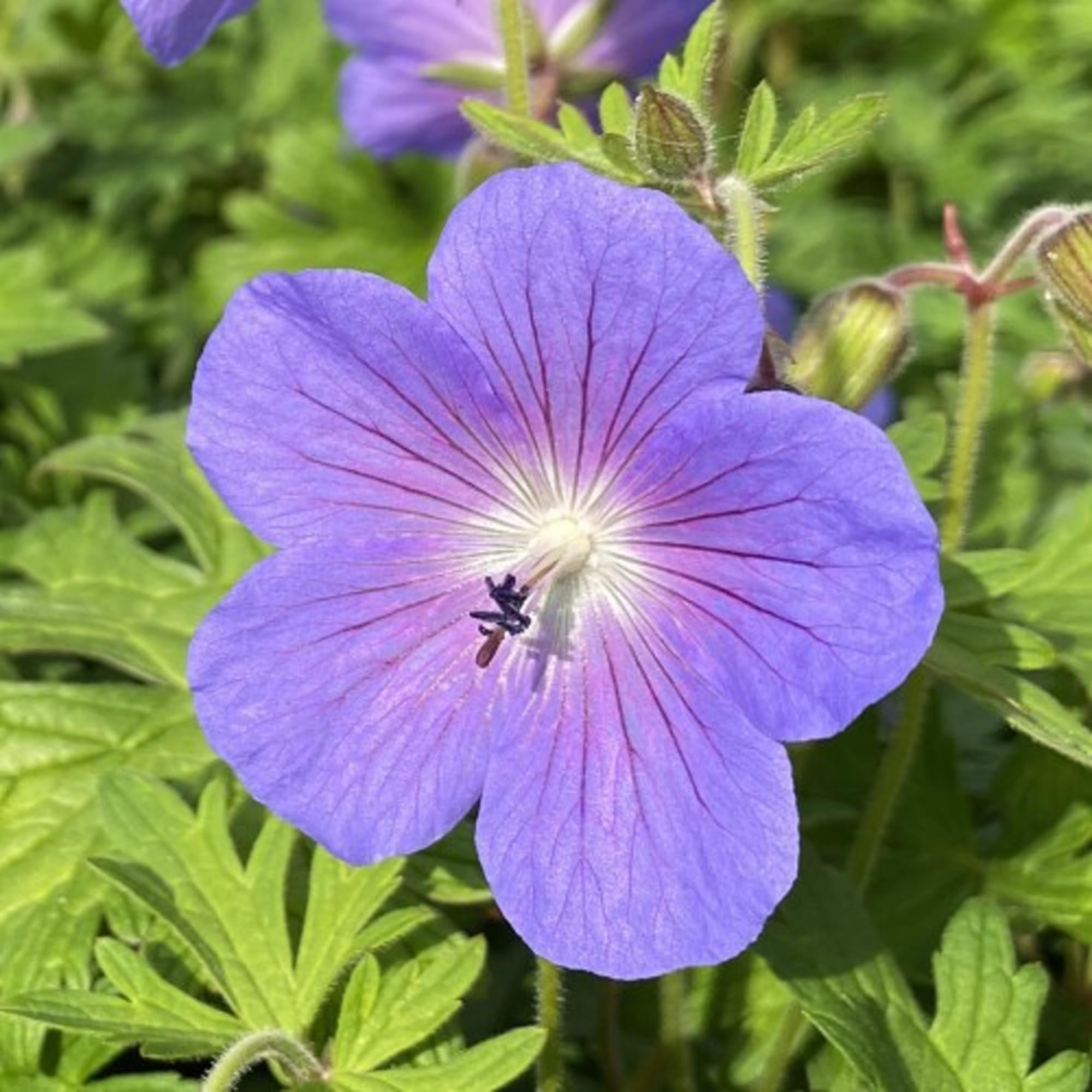 Amazon.com : CHUXAY GARDEN Rare Blue Geraniums Seed 100 Seeds ...