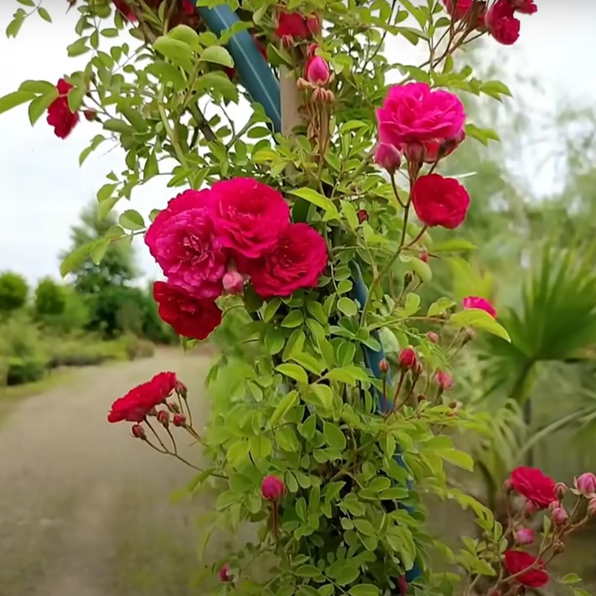 BLOOM & GROW Rose Flower Live Plant ' Yellow Climber ' Rose Flower ...