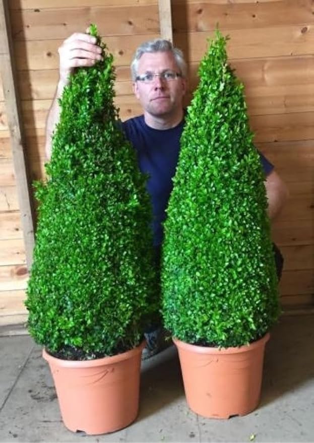 Buxus Sempervirens Pyramid Topiary Shaped Plants Pack of 2 Supplied ...