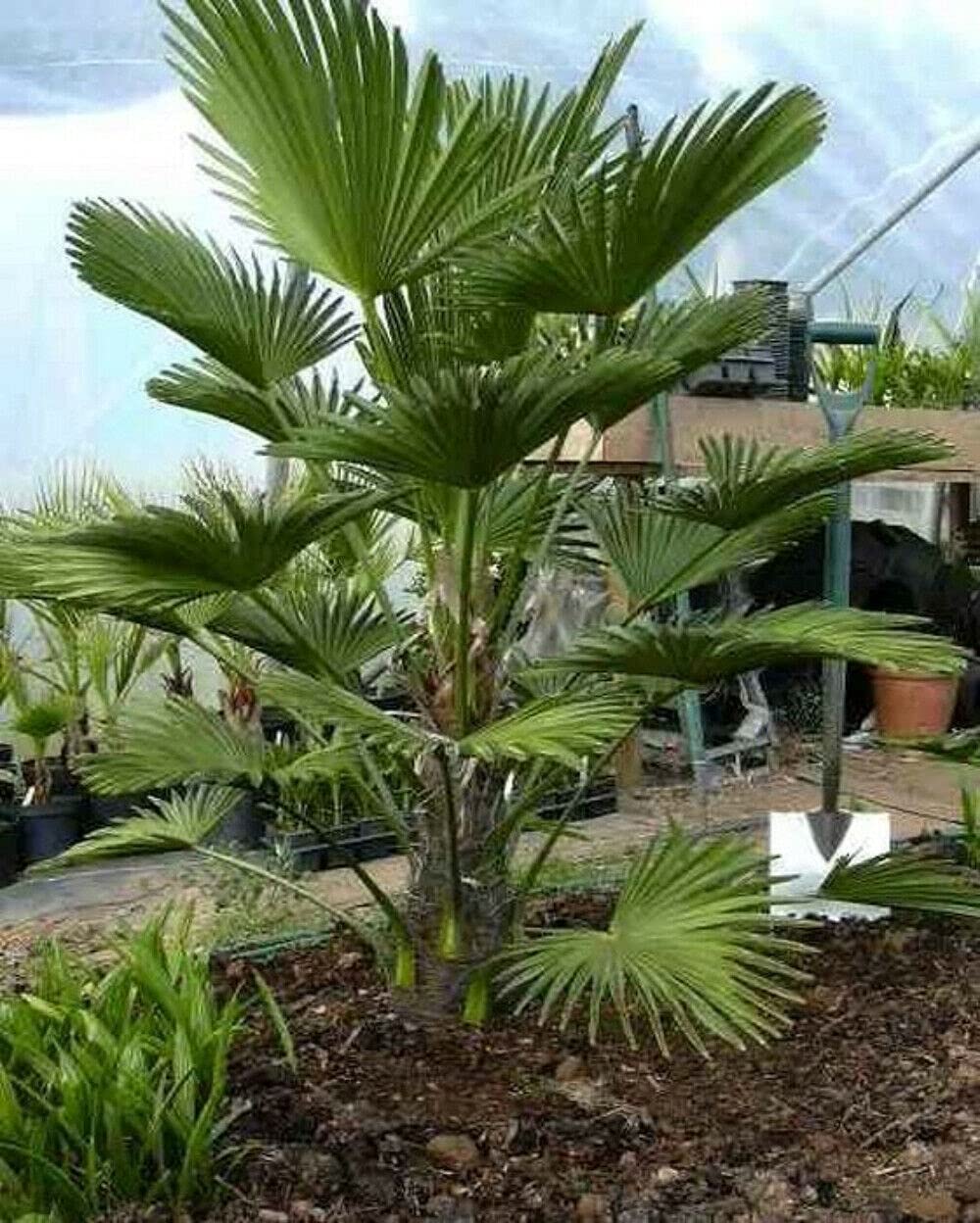 Miniature Chusan Palm Tree