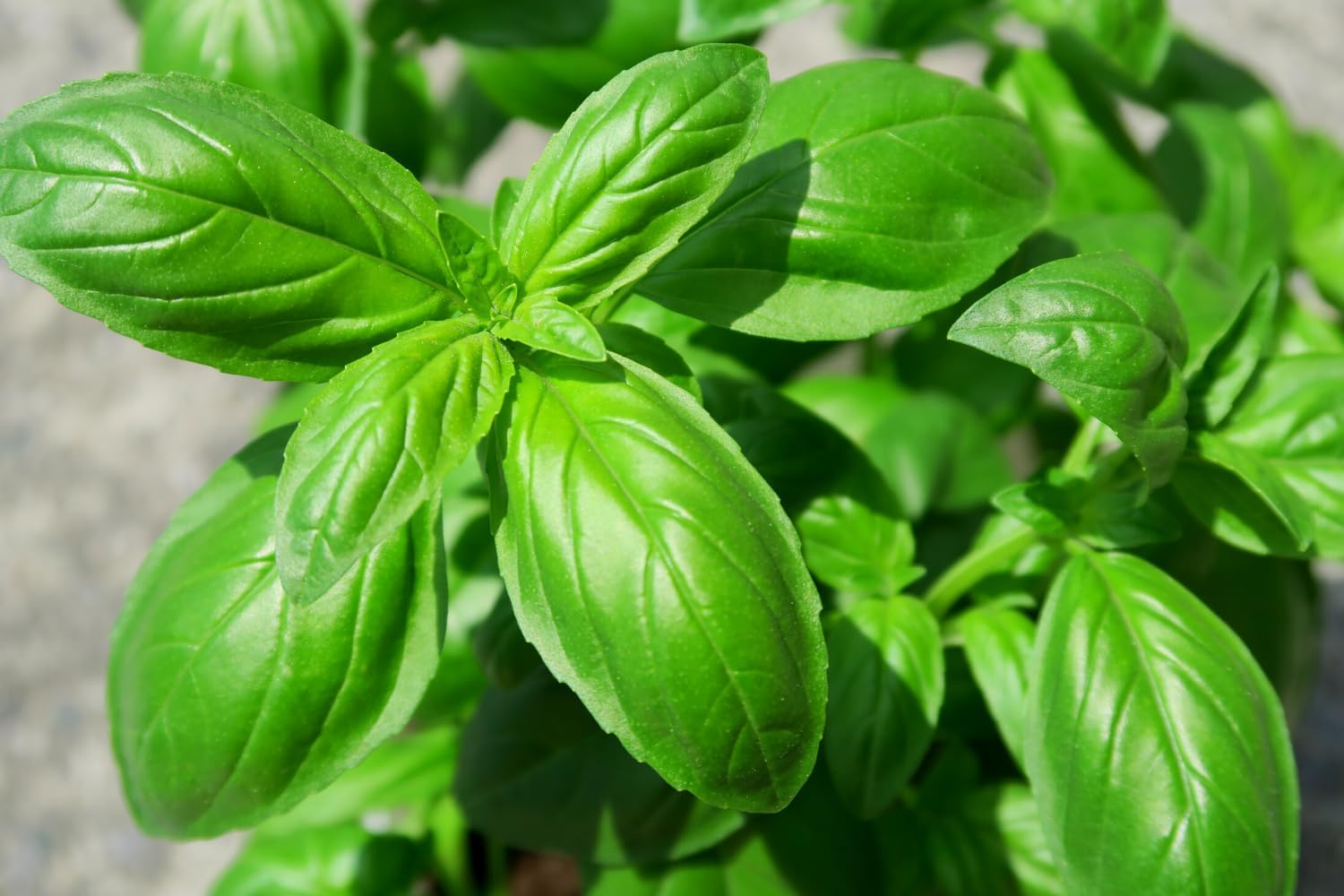 Amazon.com : Basil Plants Indoors Outdoors, 3 Basil Leaf Plants Live, 4 ...