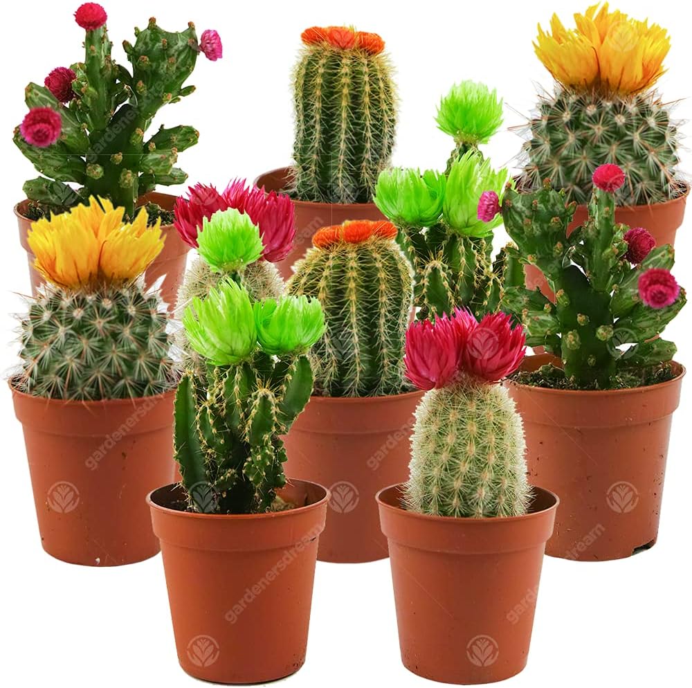 Grow Your Secret Garden Cactus Mixed 30 Seeds : Amazon.co.uk: Garden