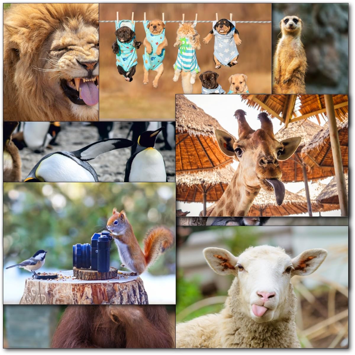 doodlecards Pack 10x Mixed Funny Animals Blank Cards. Multipack UK ...