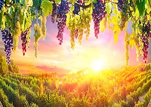 Amazon.com : BELECO 12x10ft Fabric Sunset Vineyard Backdrop Countryside ...