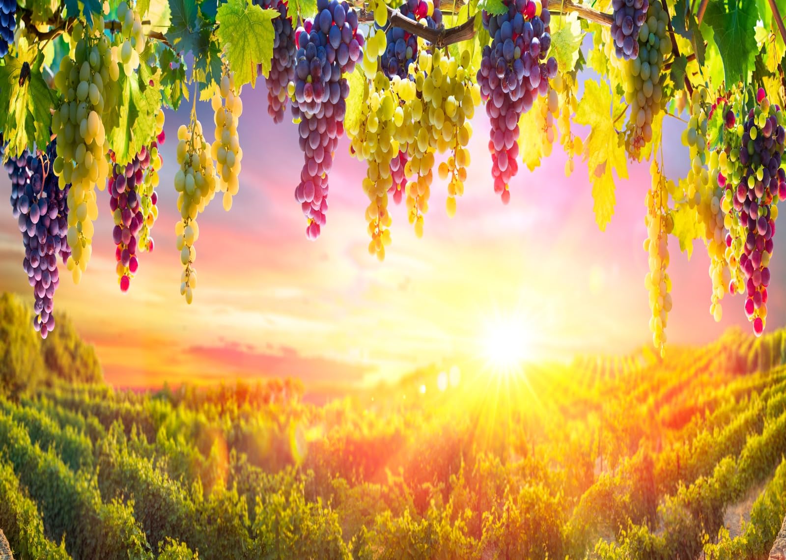 Amazon.com : BELECO 7x5ft Fabric Sunset Vineyard Backdrop Countryside ...