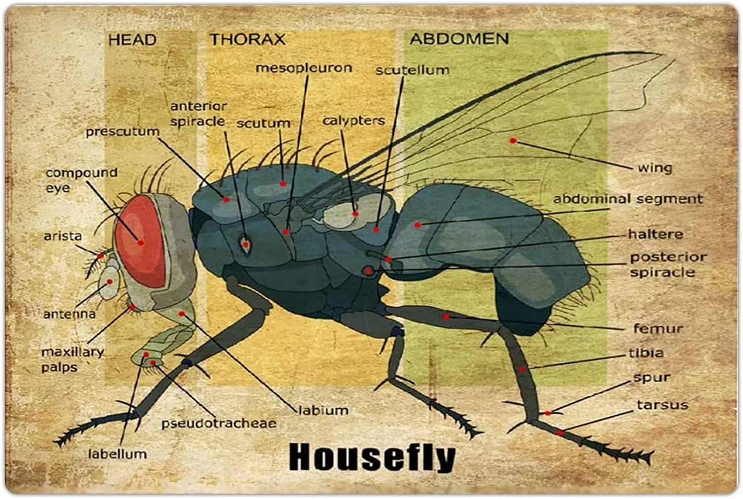 Anatomy Of Housefly Housefly Black And White Stock Photos & Images