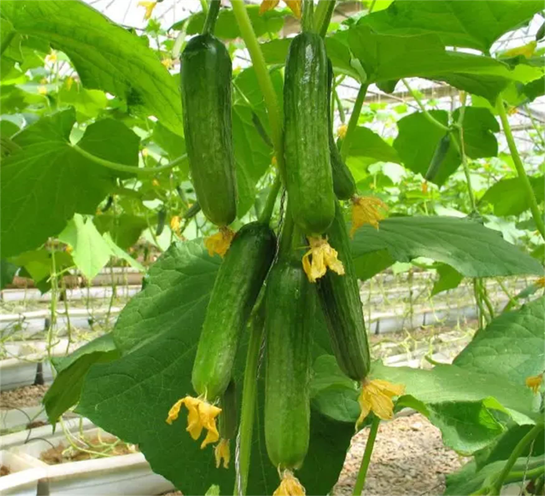 Amazon.com : Garden Plant Seeds Fruit Tree Seeds 50+ Fruit Cucumber ...