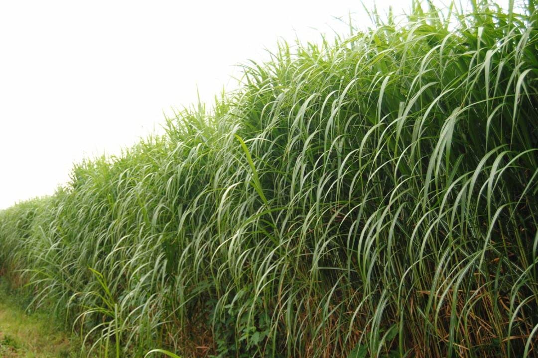 Pennisetum Purpureum Pennisetum Prince PP18509 Potted Plants From