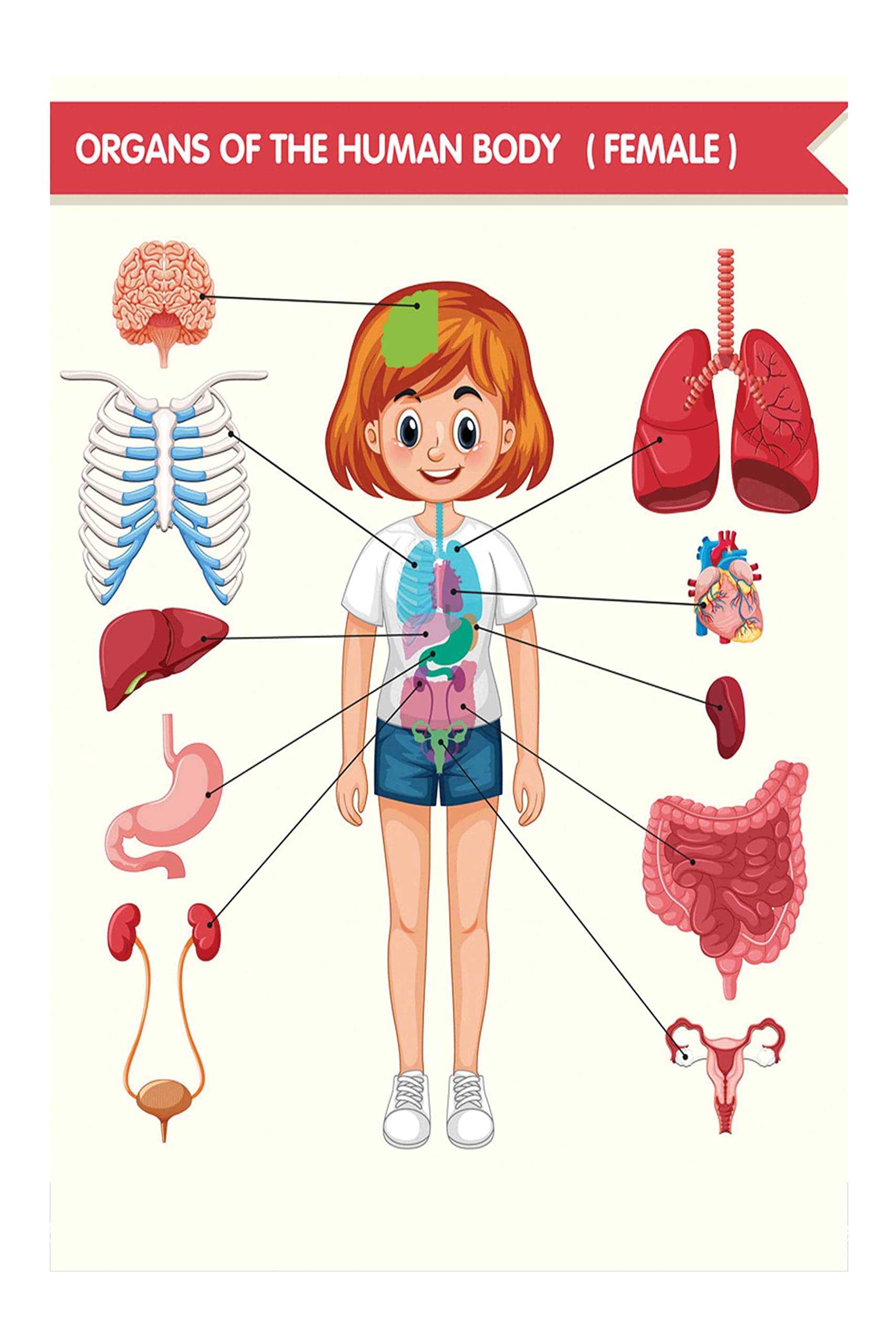 Buy Yellow Alley Learning Sticker Poster|Female Organs of The Human ...