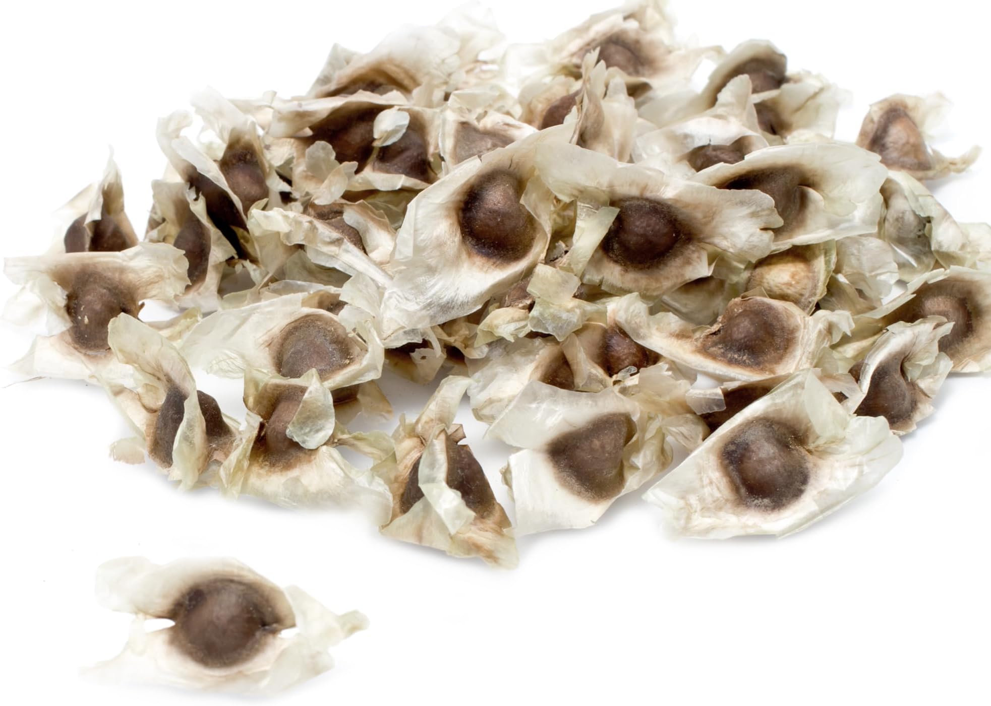 Amazon.com : Set 2 Moringa Trees Live Plants, No Pot, 6 to 8 Inc Tall ...