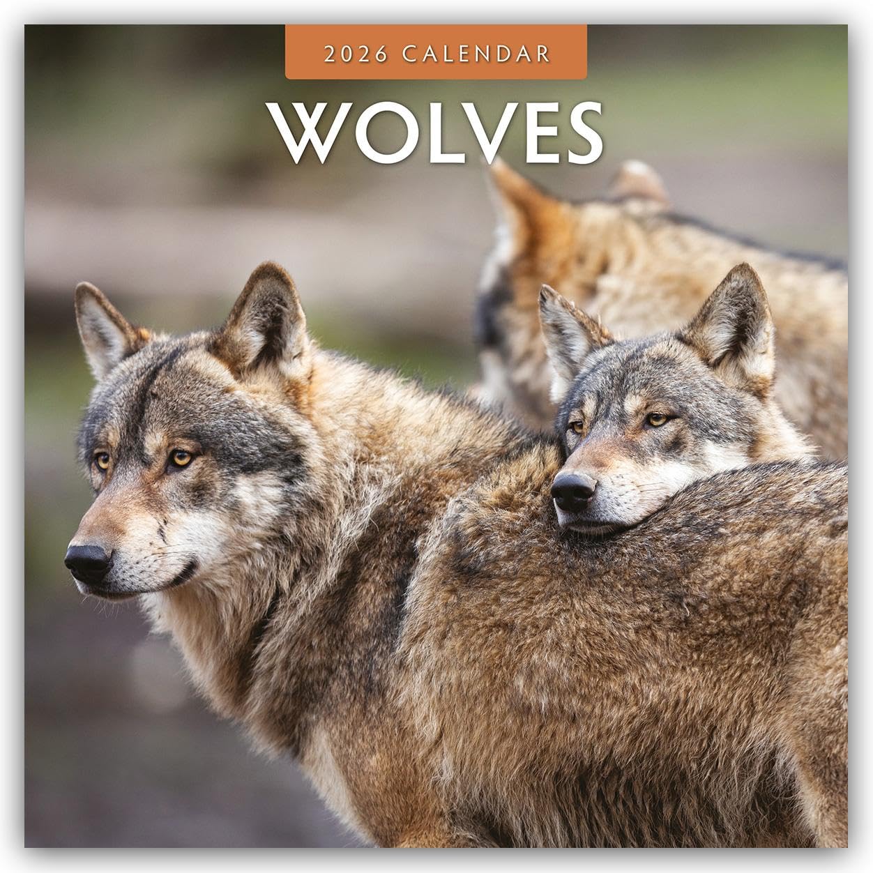 Wolves 2026 Square Wall Calendar: Unknown Author: 9781804427606: Amazon ...