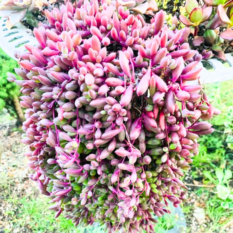 Amazon.com : Ruby Necklace Succulent Live Plant, Othonna Capensis Plant ...