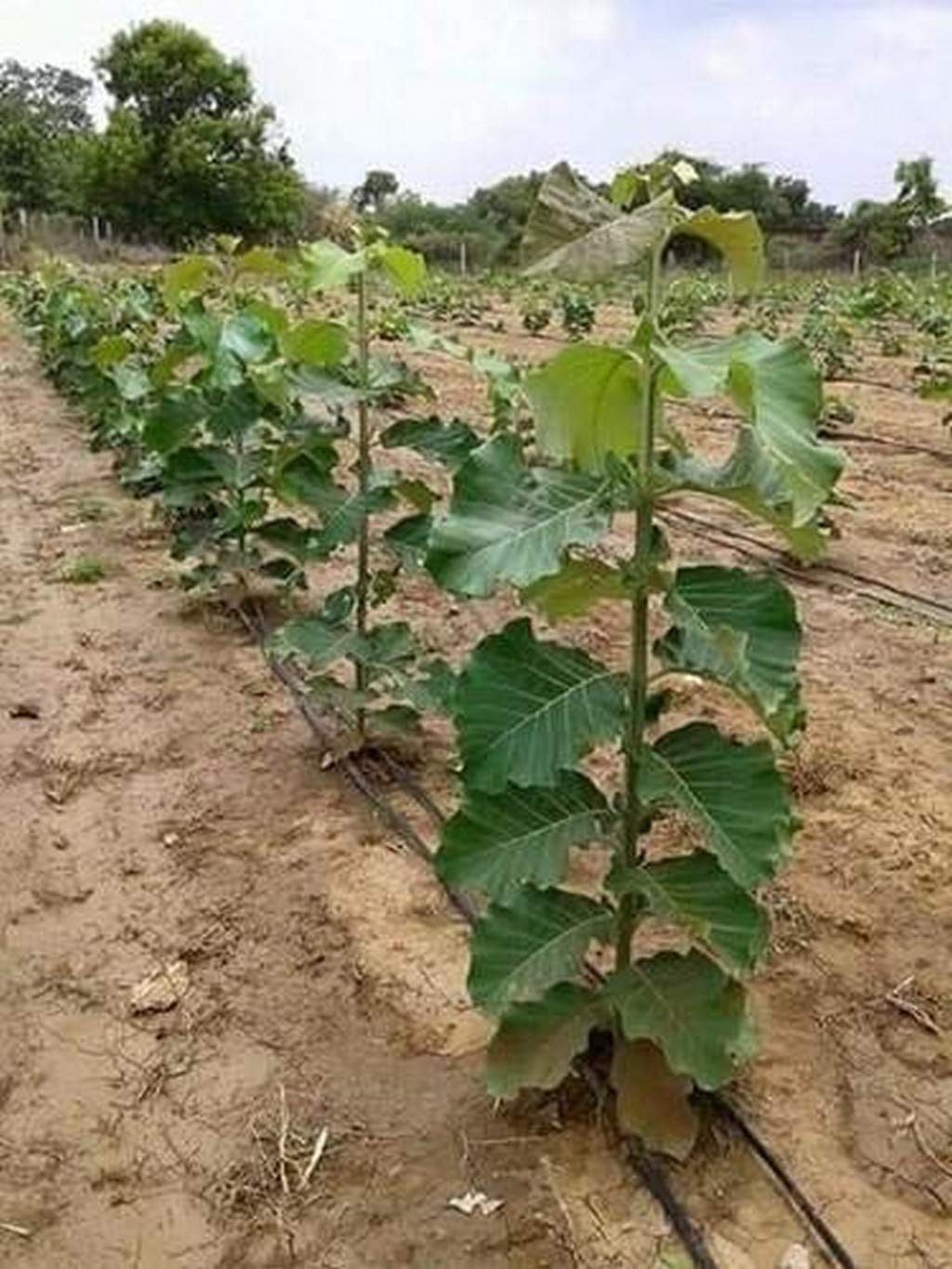 Creative Farmer Live Plant Forest Rare Sagwan Teak Wood Tree (1 Healthy ...