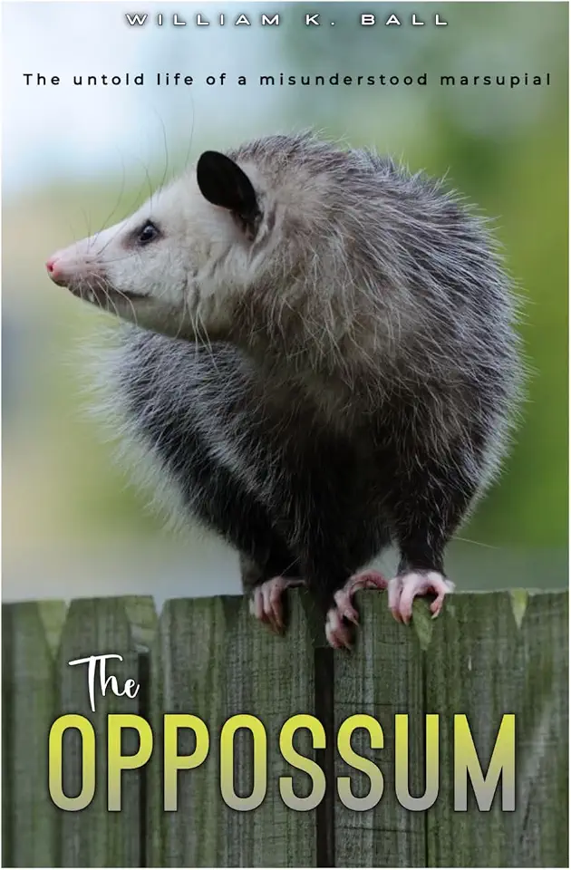 The Mating Habits Of Opossums: A Closer Look At How These Animals ...