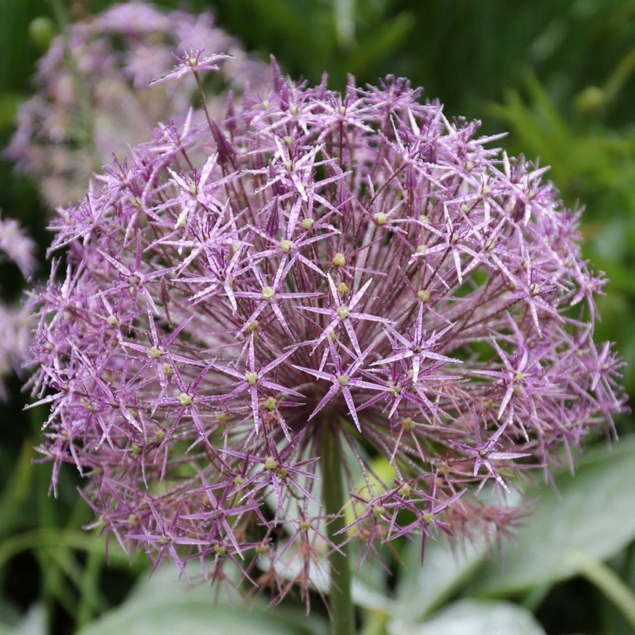 Amazon.com : Votaniki Allium Giant Christophii Bulbs - Spectacular ...
