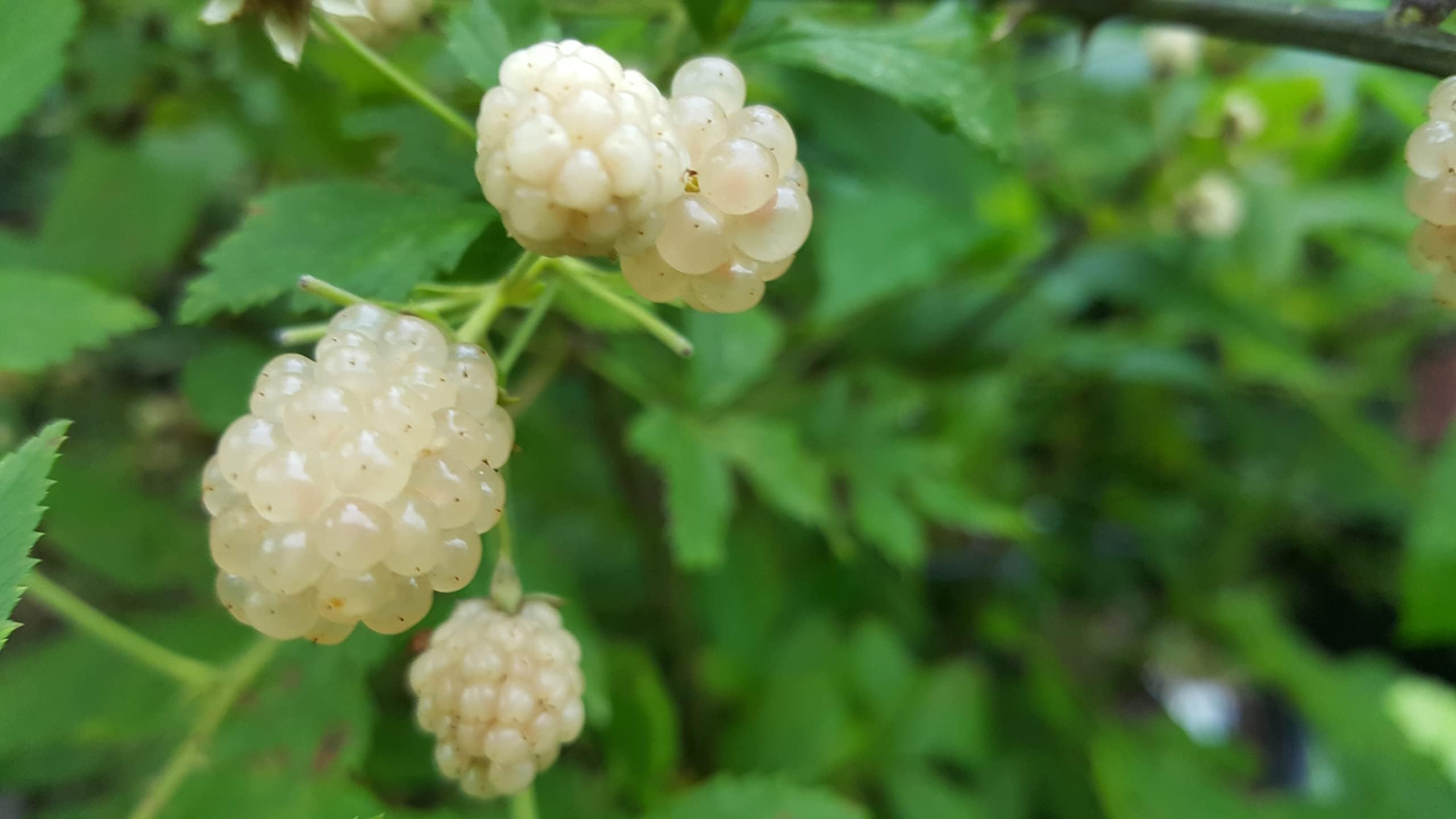 Amazon.com : 50+ White Mulberry Tree Seeds - Morus Alba - Non-GMO Seeds ...