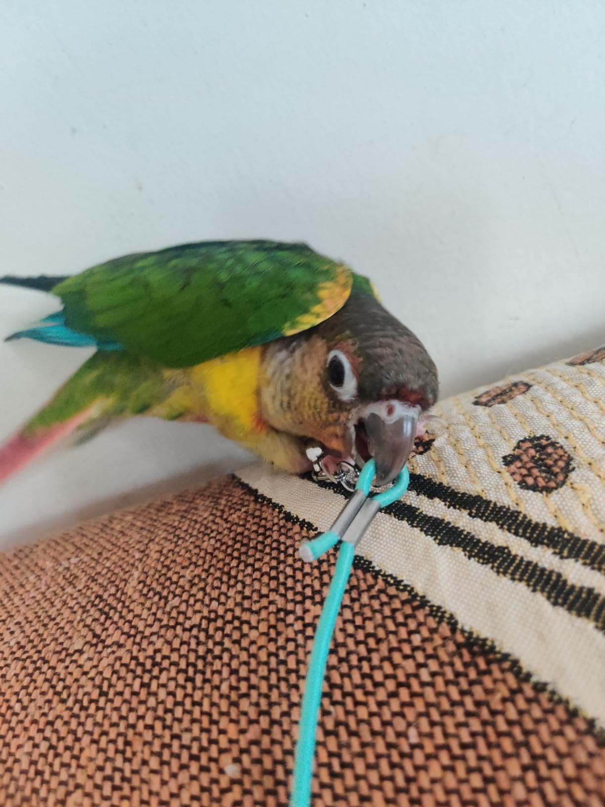 BendJoy® Adjustable Parrot Leg Ring with 3M Elastic Rope, Parrot ...