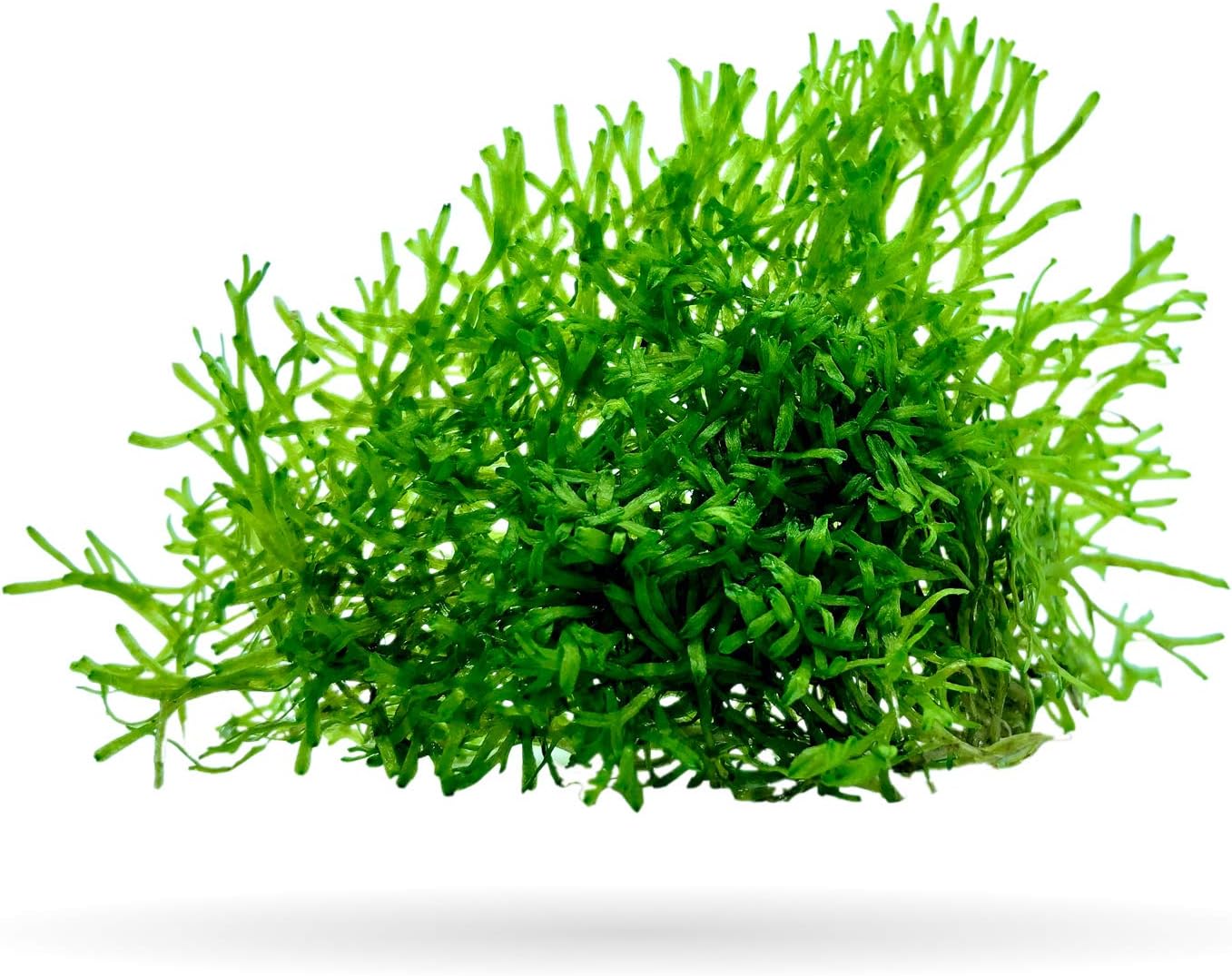 Amazon.com: 20+ Leaves Amazon Frogbit (+Free Bonus Plant) Live Floating ...