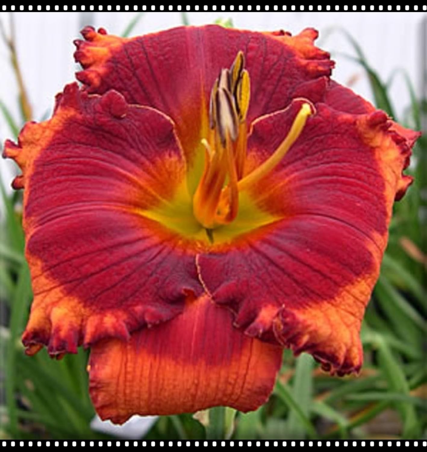 Amazon.com : (Daylily for Planting) Surprise to Grow Gift Fall or ...
