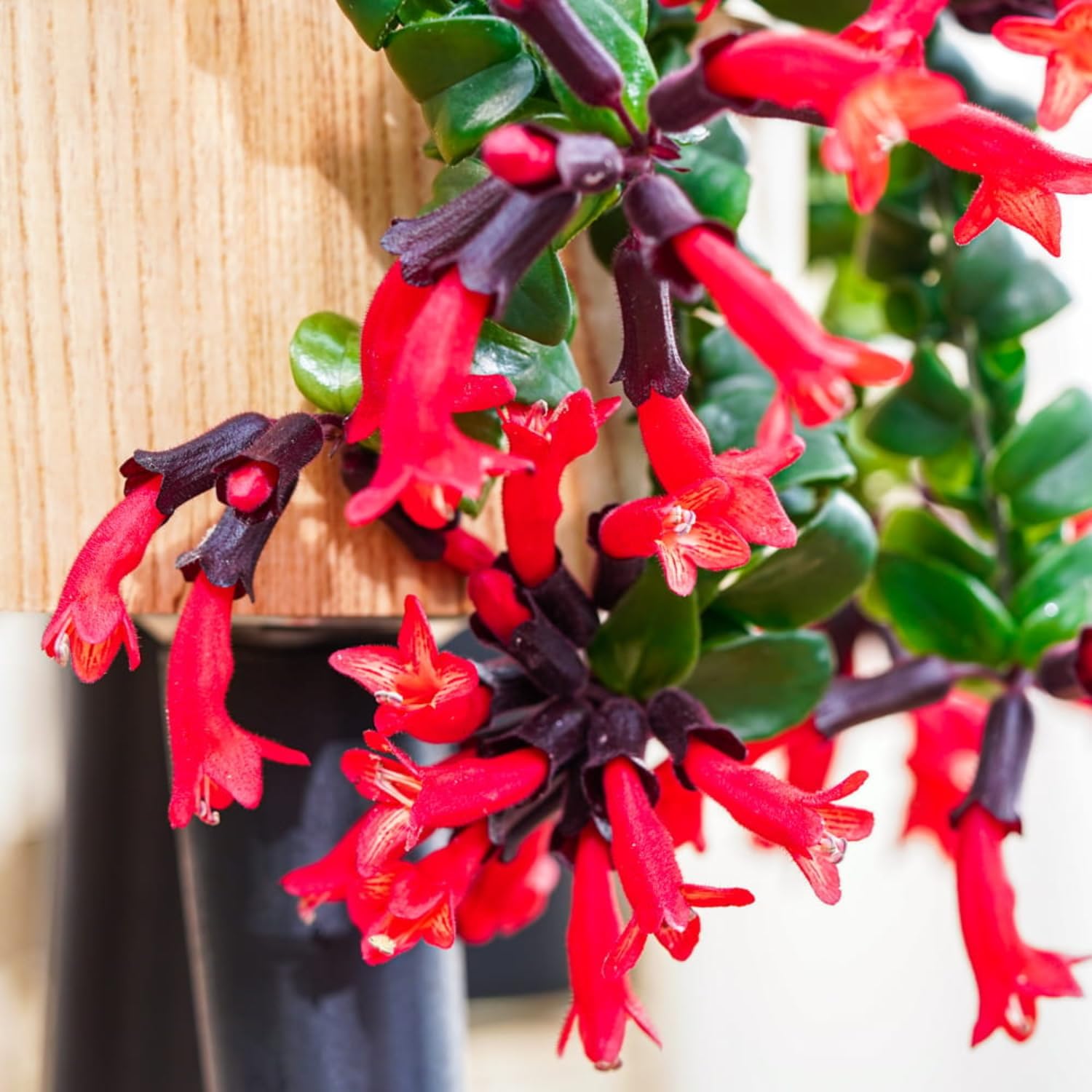 Amazon.com : Lipstick Plant, Red Lipstick Flowering Plant in 4 Inch Pot ...
