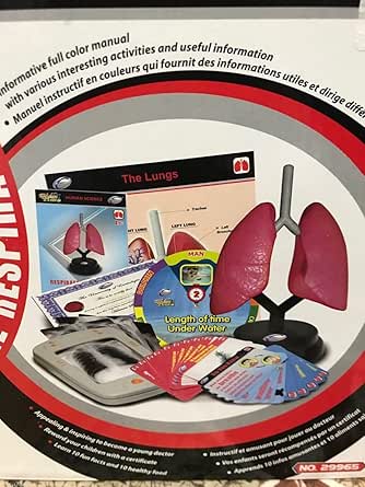 Amazon.co.jp: lung human body model toy : Hobbies