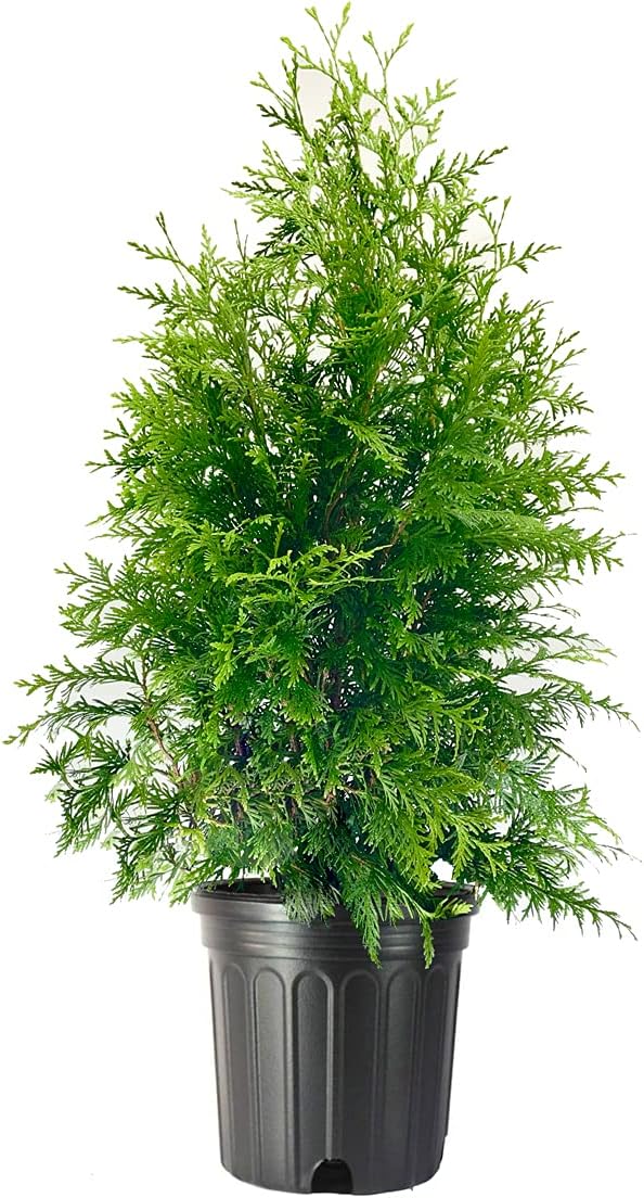 Amazon.com : Thuja Green Giant Arborvitae - 50 Live Trees 2" Pot Size ...