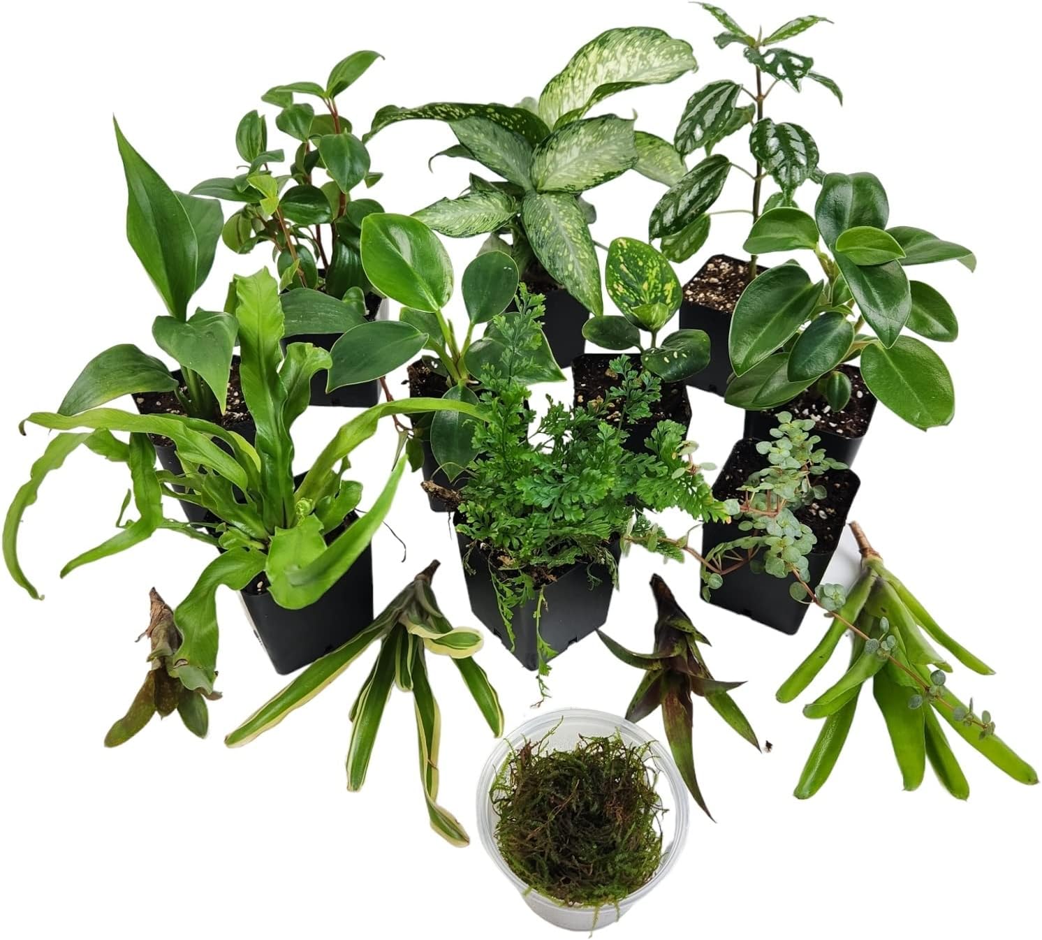 Amazon.com : Josh's Frogs Dart Frog Vivarium Bioactive Plant Kits (29 ...