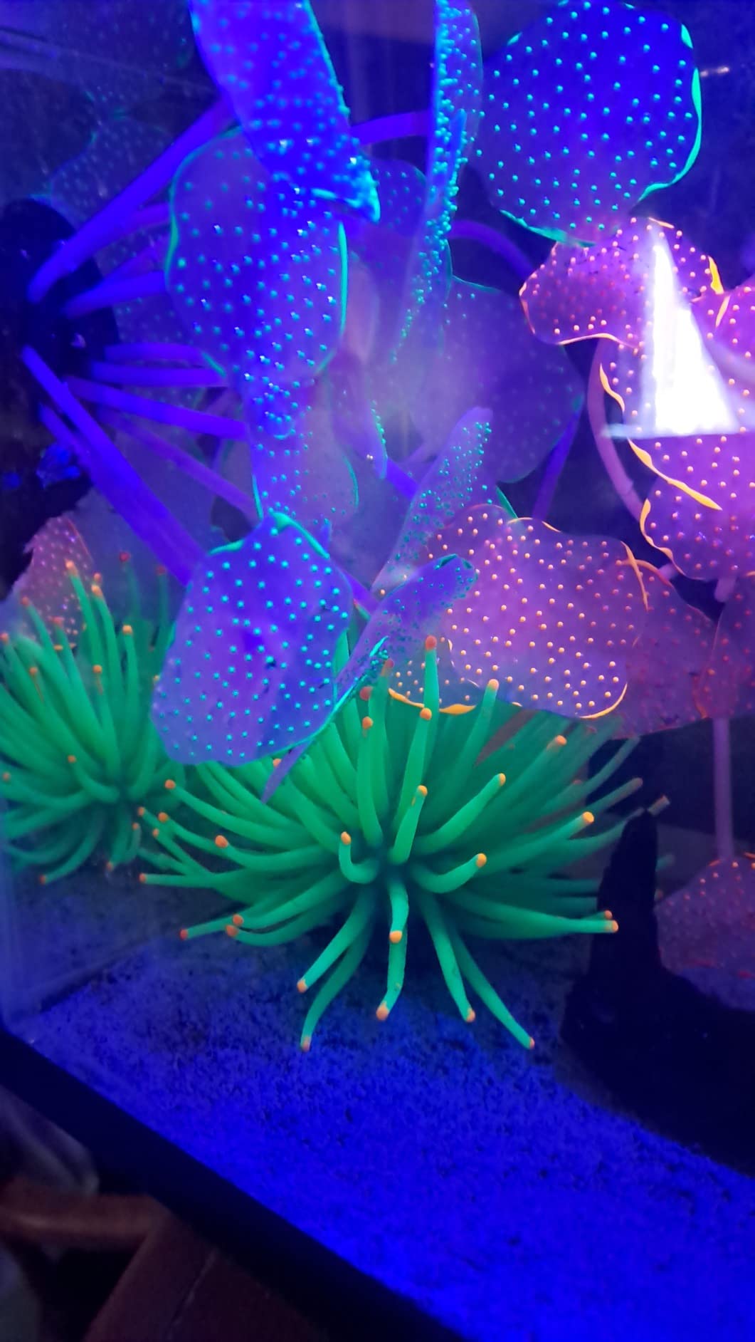$1/mo - Finance GloFish Anenome Ornaments, Fish Tank Decorations ...