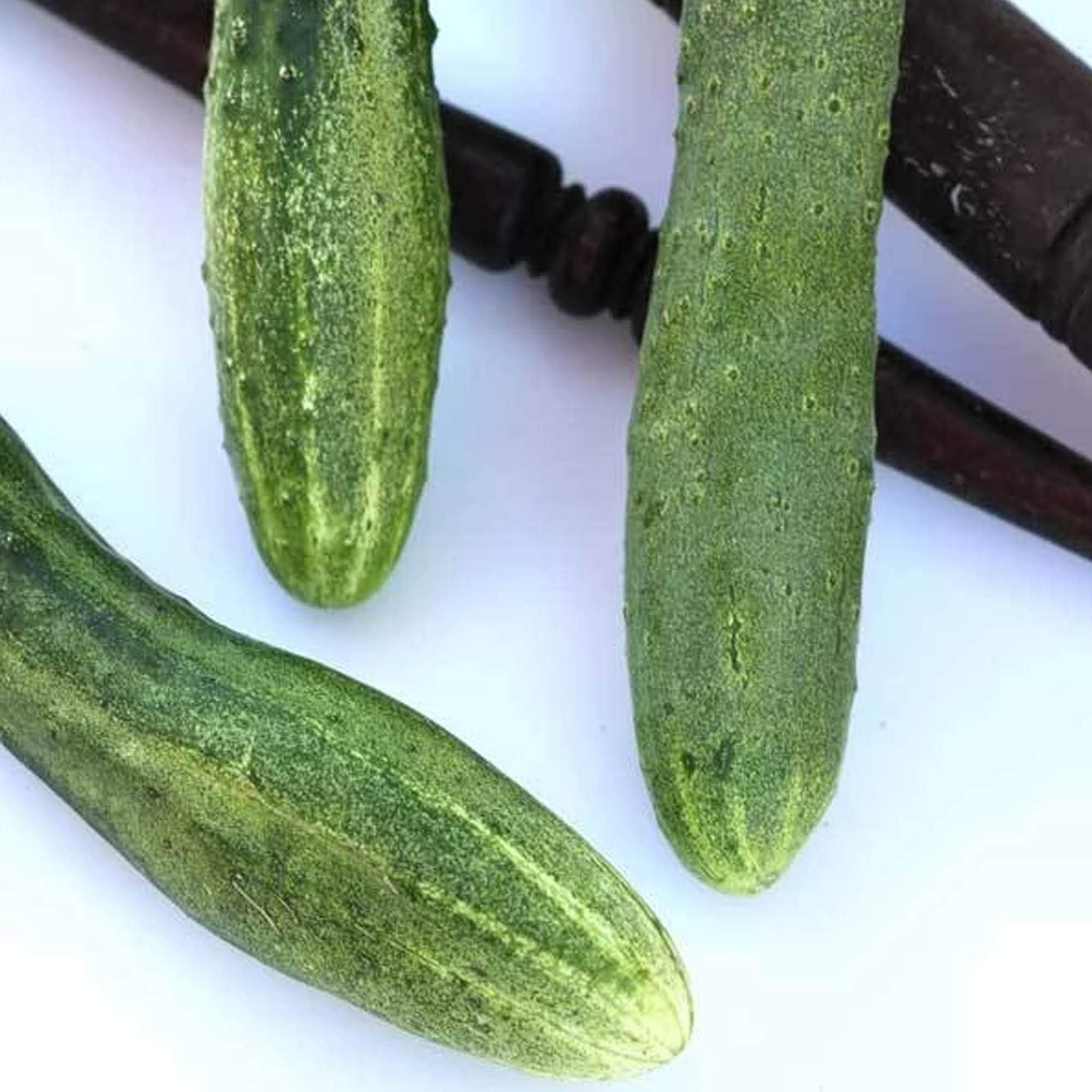 Amazon.com : English Cucumber Seeds for Planting Outdoors Home Garden ...
