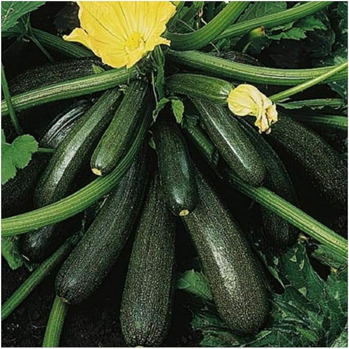 PREMIER SEEDS DIRECT - COURGETTE - Ambassador F1-25 Finest Seeds ...