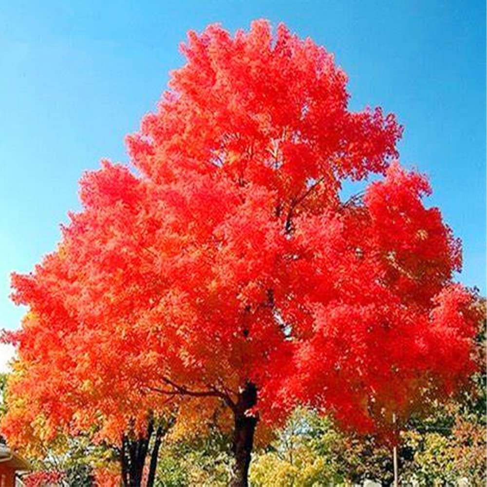 QAUZUY GARDEN 20 semillas de arce rojo americano, semillas de árbol de ...