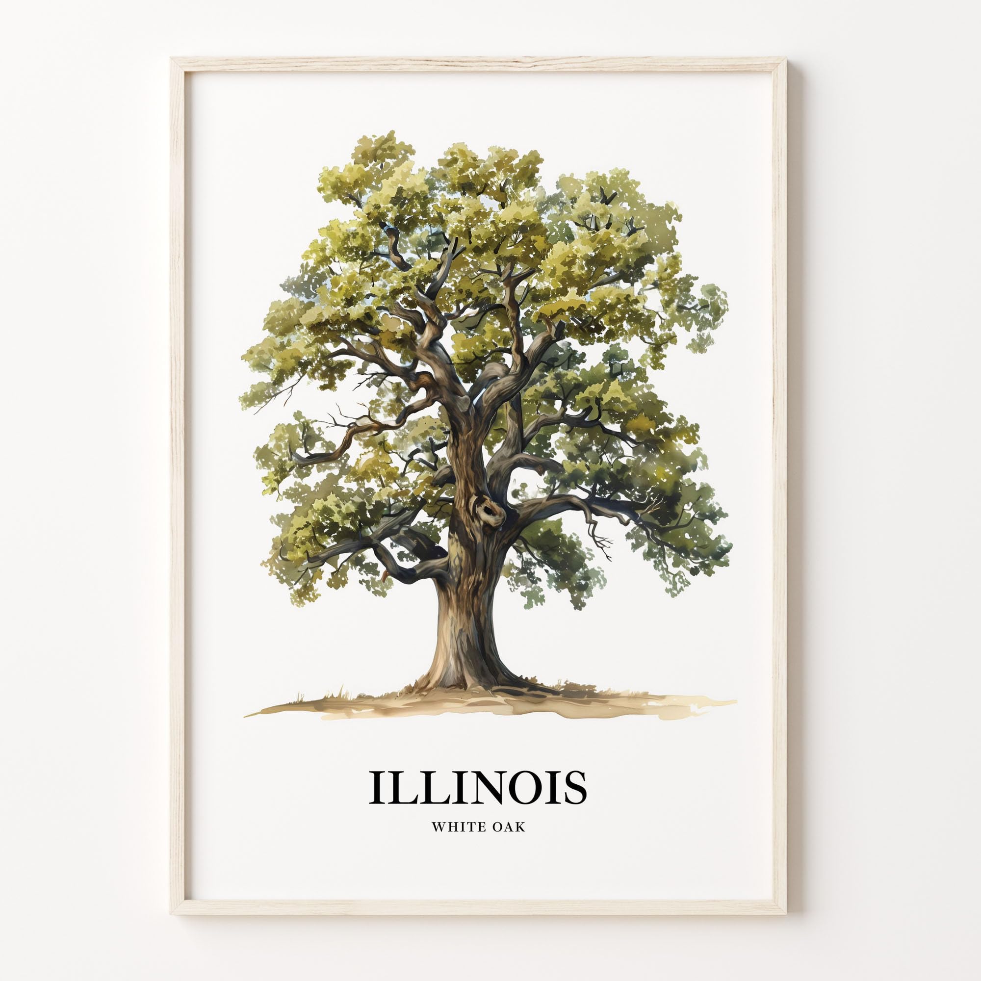 Illinois State Tree White Oak Tree Senator Laura Fine On X: "Today Is