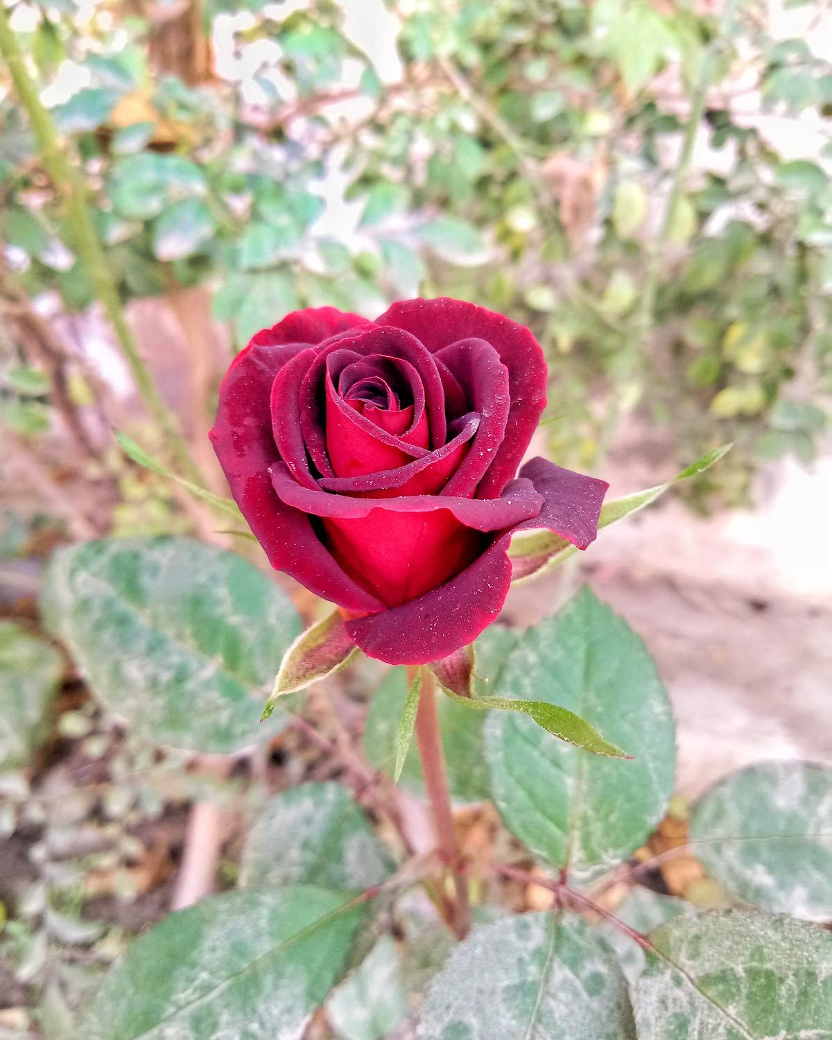 Live Red Rose Wallpapers