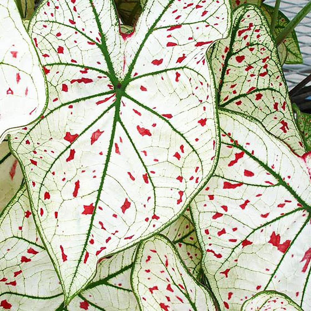 Amazon.com : Caladium Bulbs, Fancy Mix, Pack of 10 (Ten), Easy to Grow ...