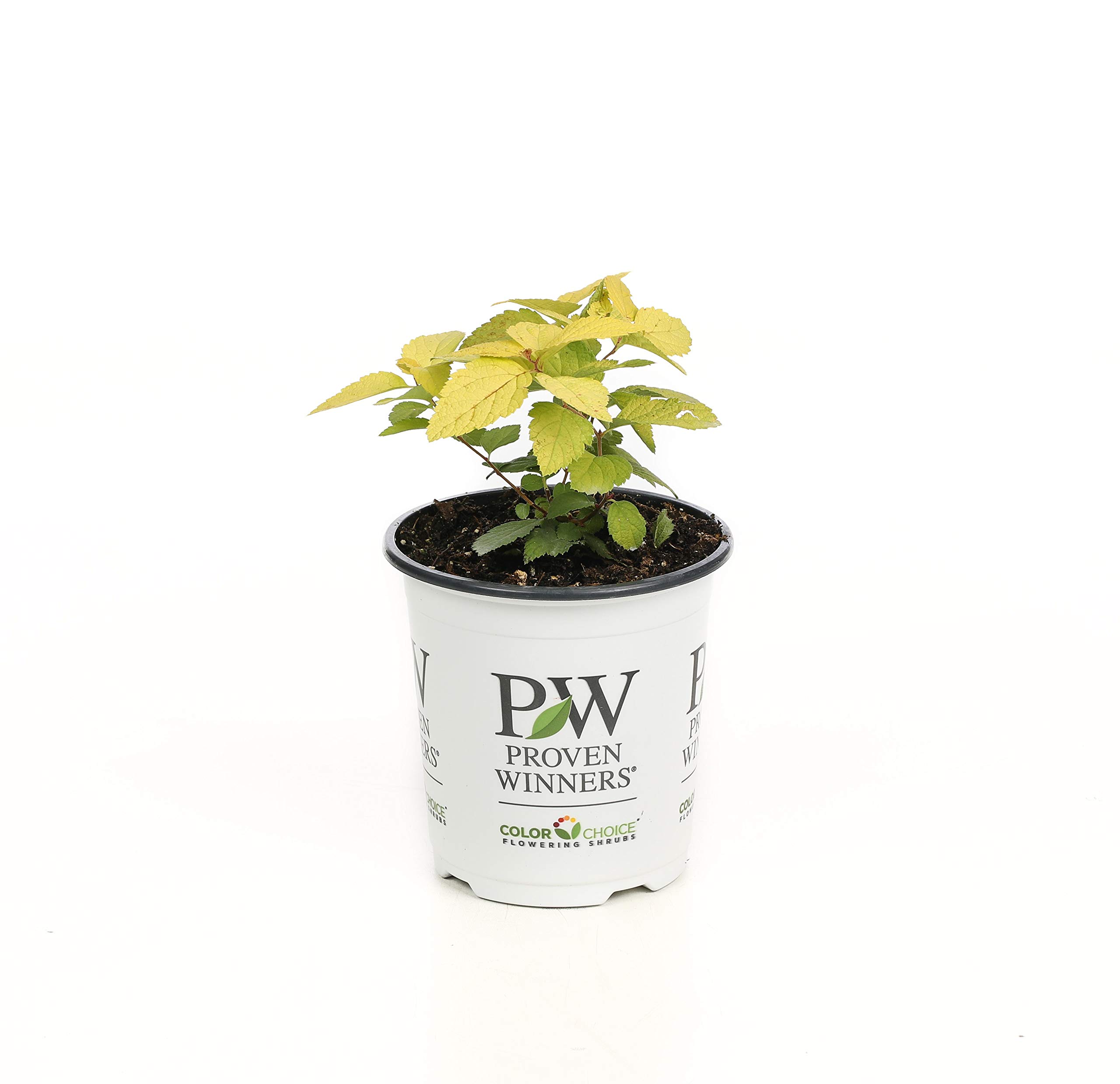 Candy Corn Vine Perennial Zone