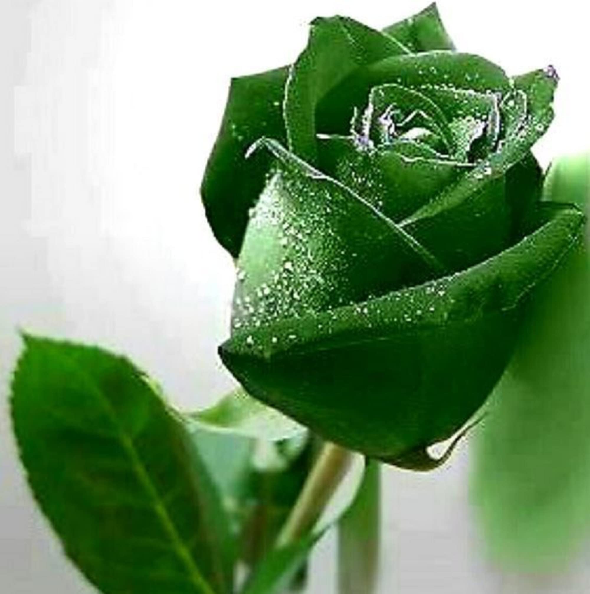 Beautiful Green Roses