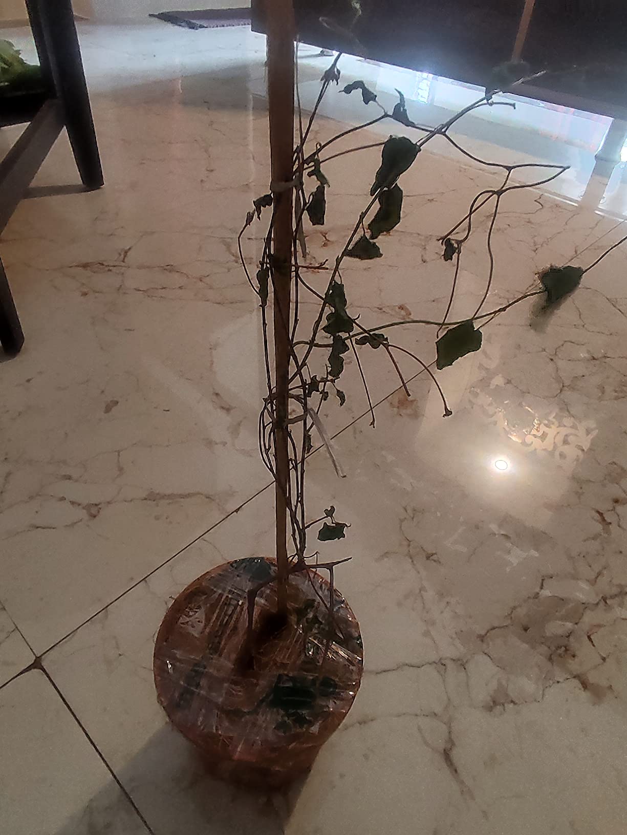 myBageecha - Sky Blue Cluster Vine Live House Plant Creeper Natural ...